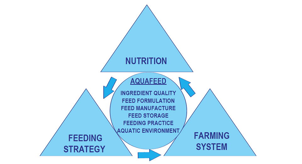 Shrimp feeds and feeding practices for the next millennium ...