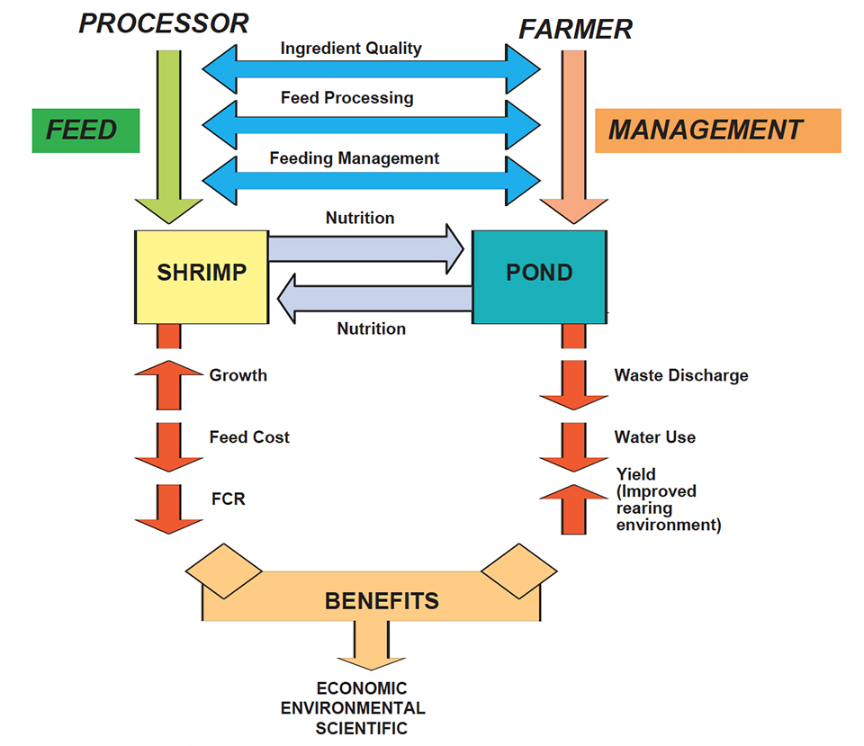 Shrimp feeds and feeding practices for the next millennium ...