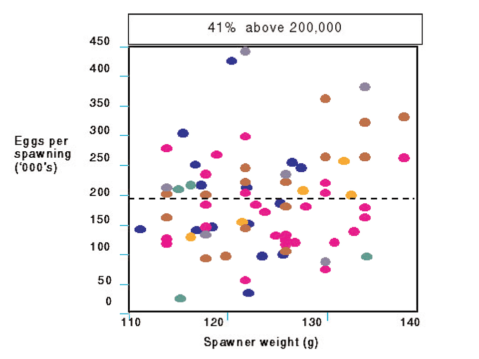 Genetic improvement of farmed prawns in Australia - Responsible Seafood ...