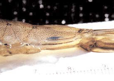 Genetic improvement of the Pacific white shrimp at The Oceanic ...