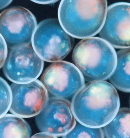 Artificial microparticles for delivery of nutrients to marine ...