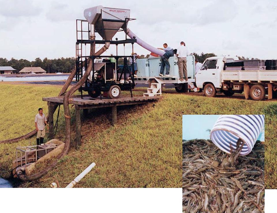 Changing paradigms in shrimp farming, part 3 - Responsible Seafood Advocate
