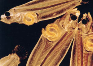The challenges of feeding microparticulate diets to larval fish ...