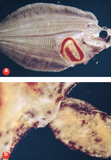 The challenges of feeding microparticulate diets to larval fish ...