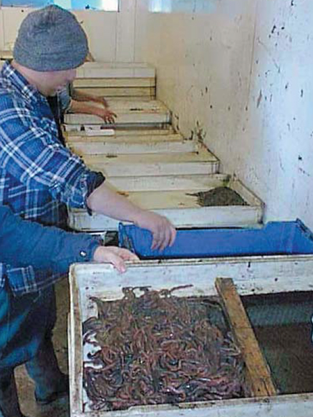 Producing ragworms for shrimp broodstock maturation - Responsible ...