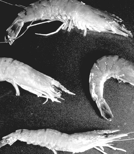 Shrimp viruses: The urgent need for research - Responsible Seafood Advocate