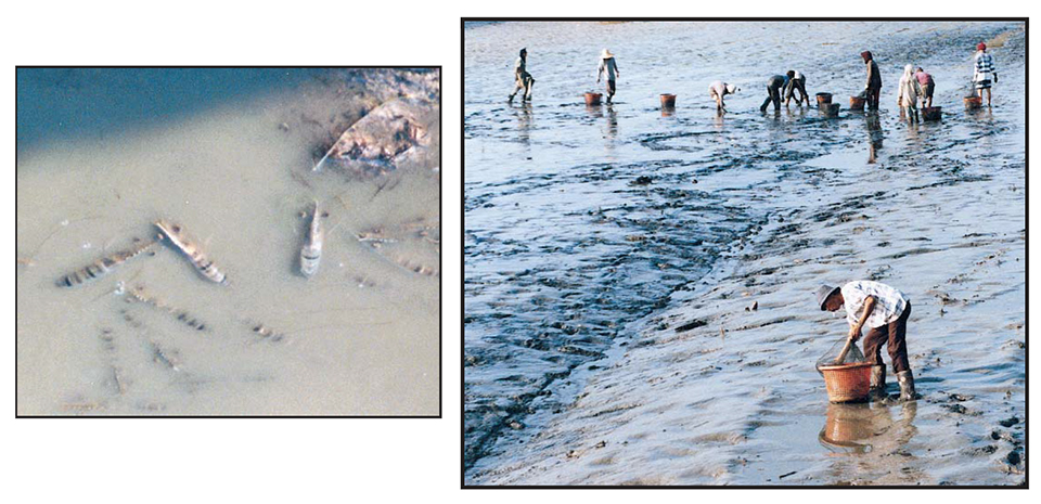 Mechanized shrimp harvesting - Responsible Seafood Advocate