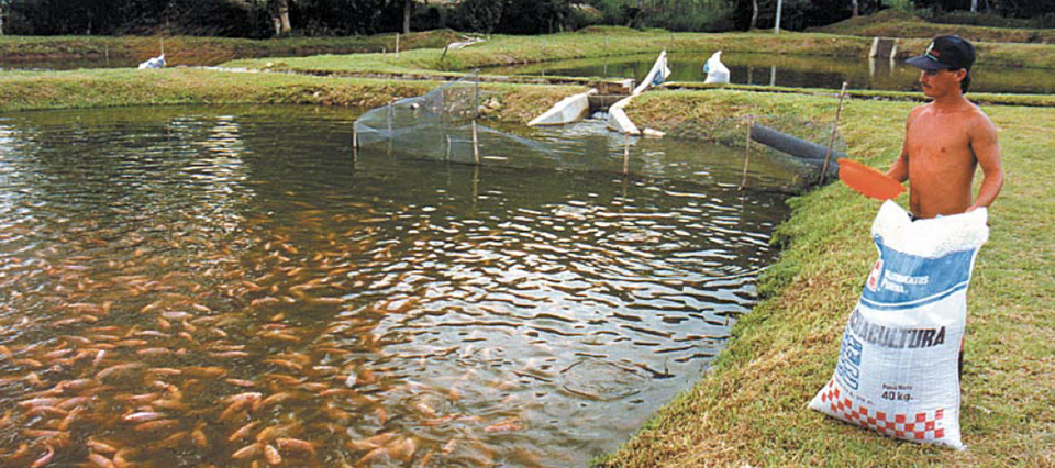Advances in tilapia broodstock management - Responsible Seafood Advocate