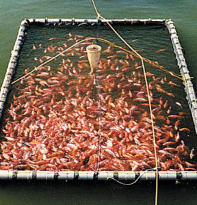 Advances in tilapia broodstock management - Responsible Seafood Advocate