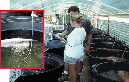 Culture of red snapper - Responsible Seafood Advocate