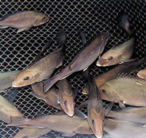 Culture of red snapper - Responsible Seafood Advocate