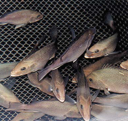 Culture of red snapper - Responsible Seafood Advocate