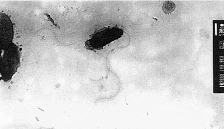 Efficient use of bacterial probiotics in hatcheries requires microbial ...