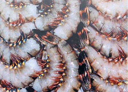Shrimp product diversification in Japan and the United States during ...