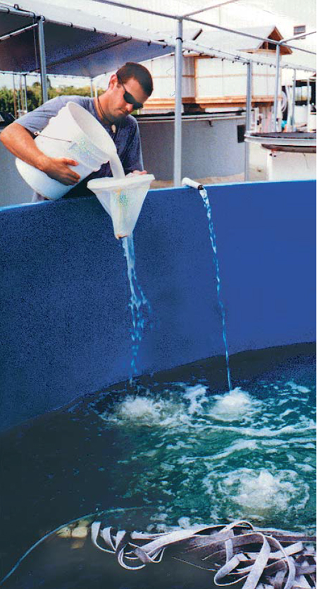 Mesocosm systems for semi-intensive larval rearing of marine fish ...