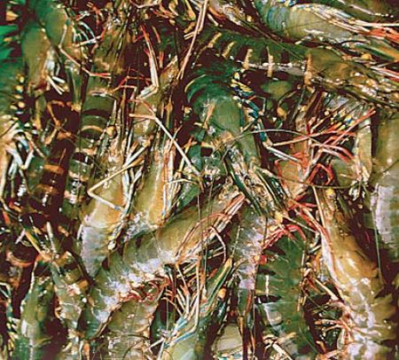Making the grade: A comparison of shrimp grading systems - Responsible ...