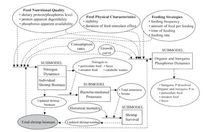 Shrimp production simulation models - Responsible Seafood Advocate