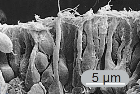 Chemoreception in the aquatic environment: A primer - Responsible ...
