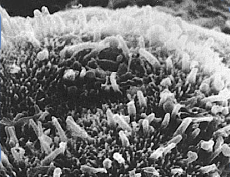 Chemoreception in the aquatic environment: A primer - Responsible ...