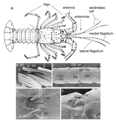 Chemoreception in the aquatic environment: A primer - Responsible ...