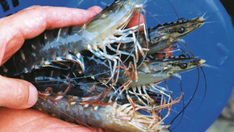 Chemoreception in the aquatic environment: A primer - Responsible ...