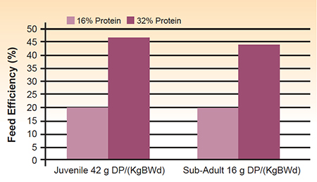 Maximize feed efficiency through proper protein management ...