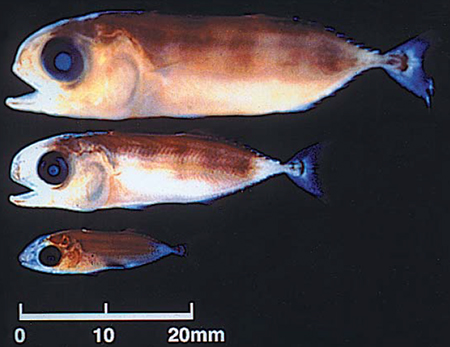 Lab culture and reproduction of yellowfin tuna in Panama - Responsible ...