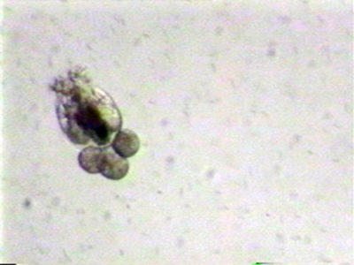 Rotifer management in marine fish culture - Responsible Seafood Advocate