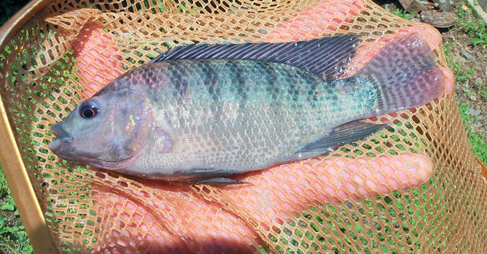 Bead filter enhances RAS for tilapia production - Responsible Seafood ...