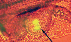 Live protozoa: Suitable live food for larval fish and shrimp ...