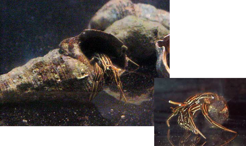Hermit crabs: Maturation diet for shrimp broodstock - Responsible ...