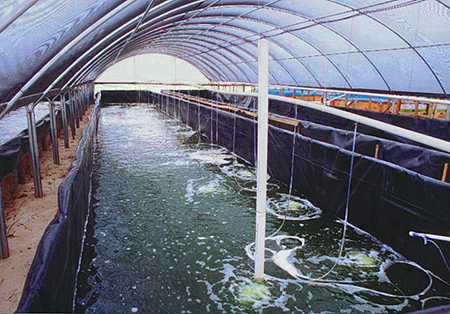 First commercial inland farm in Florida uses zero discharge in low ...