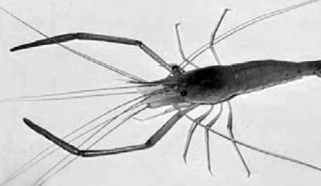 Freshwater prawn farming in Brazilian Amazonia shows potential for ...