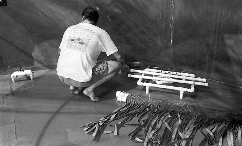 Cleaner fish: Neon gobies - Responsible Seafood Advocate