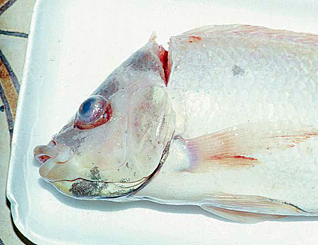 Diseases found in tilapia culture in Latin America - Responsible ...