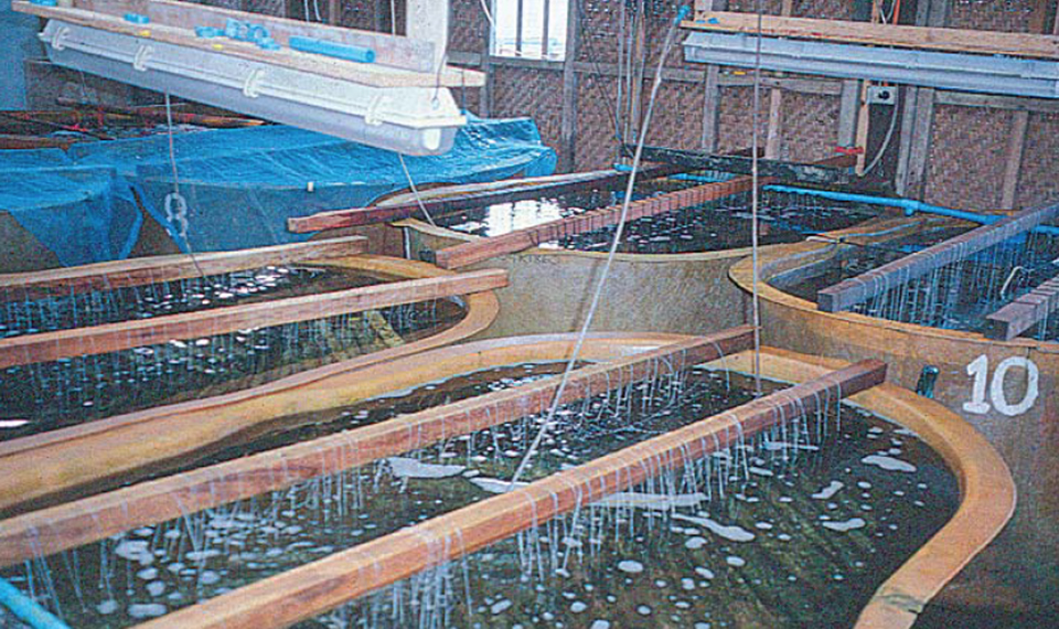 Tropical abalone culture in Philippines - Responsible Seafood Advocate