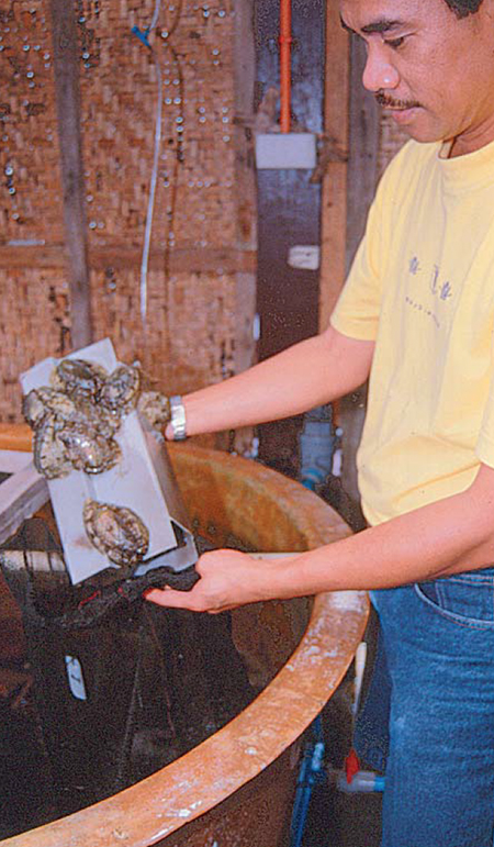 Tropical abalone culture in Philippines - Responsible Seafood Advocate