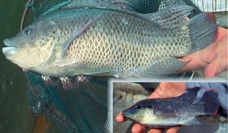 Tilapia genetics: Applications and uptake - Responsible Seafood Advocate