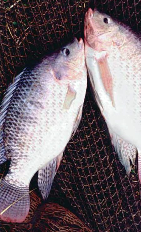 Small-scale tilapia culture in rural Central America - Responsible ...