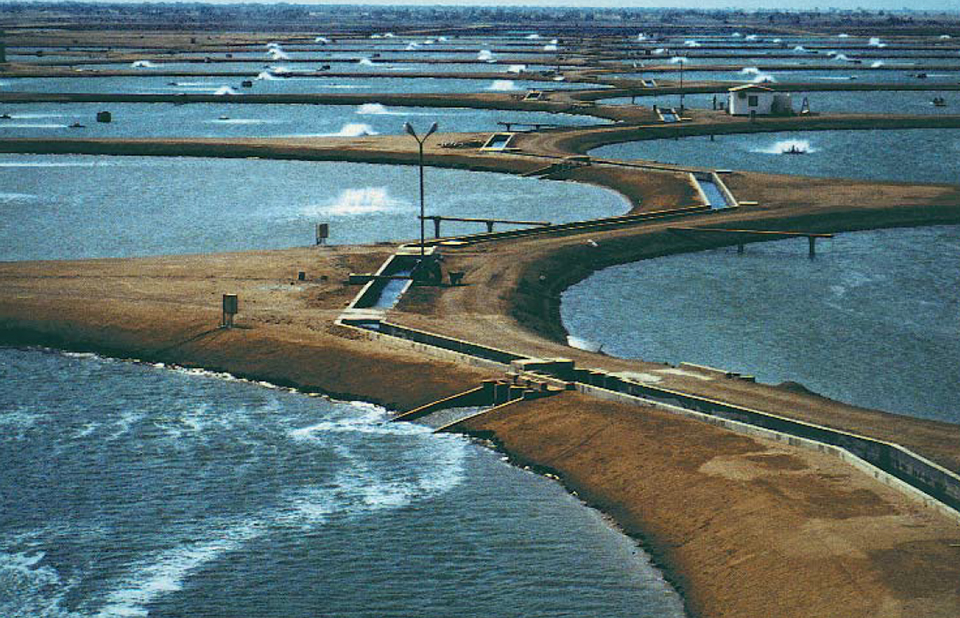 Sustainable and profitable shrimp farming in Saudi Arabia - Responsible ...