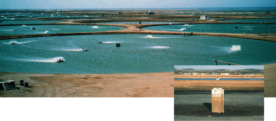 Sustainable and profitable shrimp farming in Saudi Arabia - Responsible ...