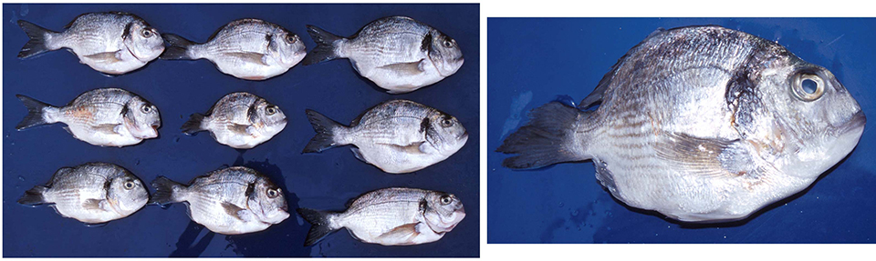 Genetic improvement of marine fish - Responsible Seafood Advocate