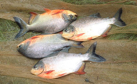 Domestication and broodstock management - Responsible Seafood Advocate