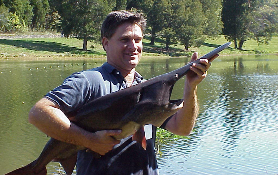 Paddlefish culture emerging in United States - Responsible Seafood Advocate
