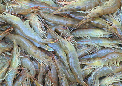 Genetic advances with fleshy shrimp in China - Responsible Seafood Advocate