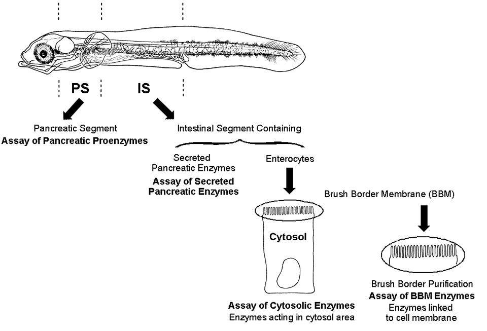 Formulated diets: Replacement for live food in marine fish larvae ...