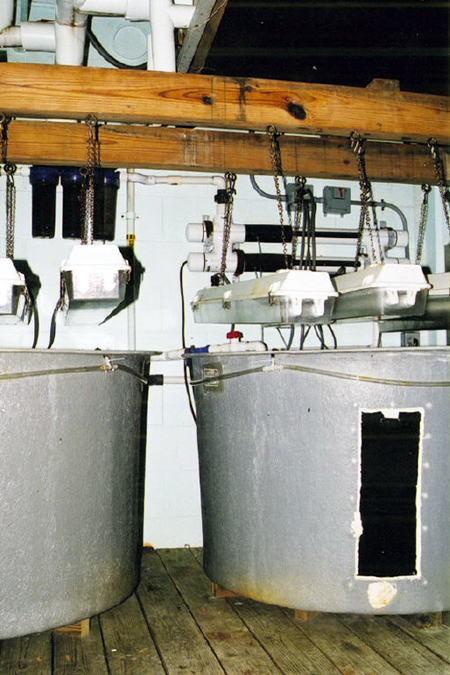 Pink shrimp hatchery production in Florida - Responsible Seafood Advocate