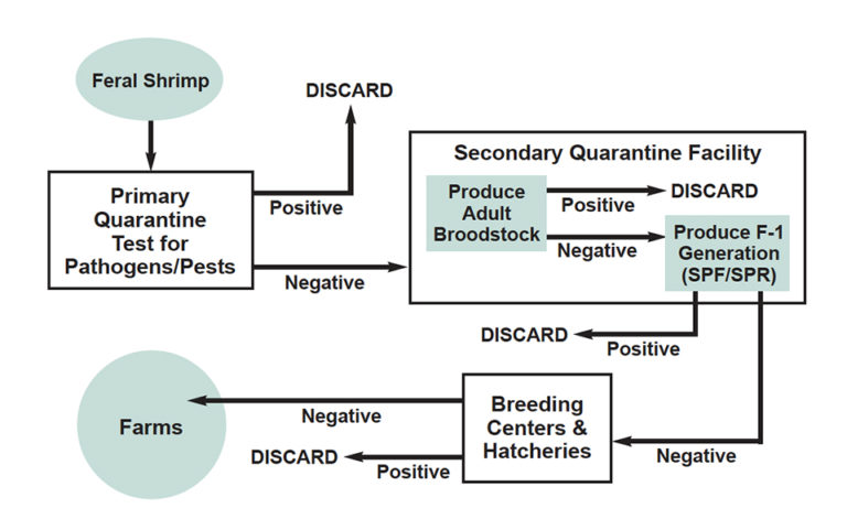 SPF line of Penaeus chinensis shrimp under development - Responsible ...