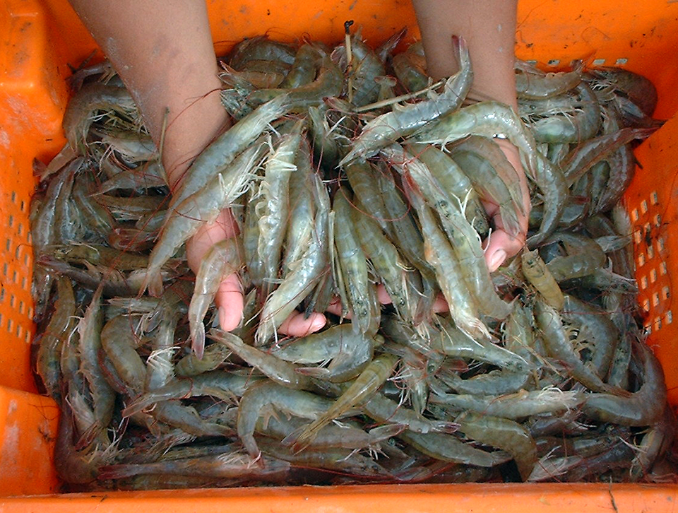 Inland shrimp farming in Ecuador - Responsible Seafood Advocate