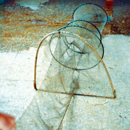 Partial harvesting: A smart strategy for shrimp farmers - Responsible ...